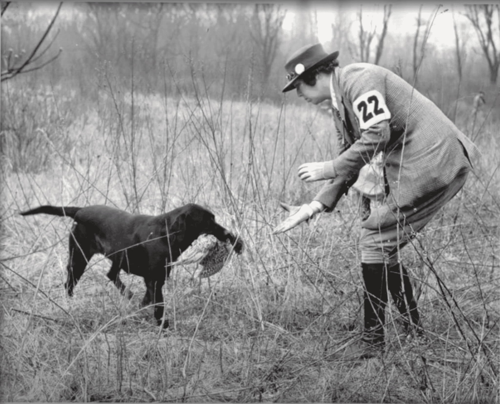 History of the Labrador Retriever - Labrador Retriever Club of Southern ...